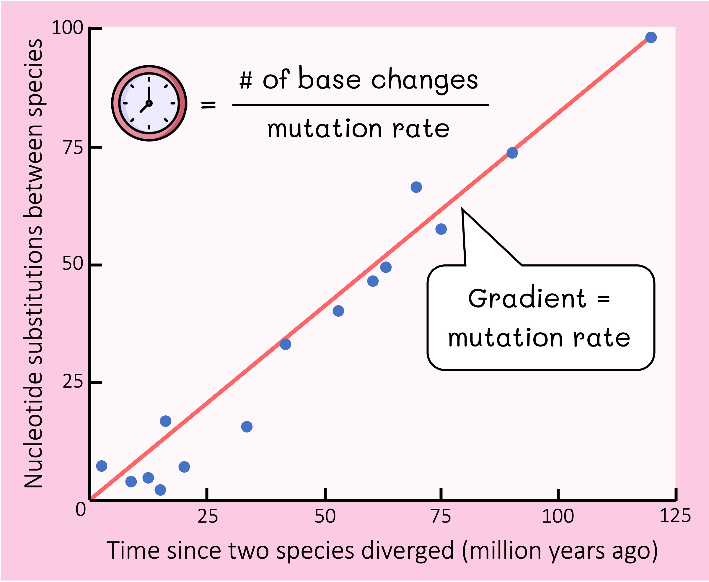 Molecular Clock